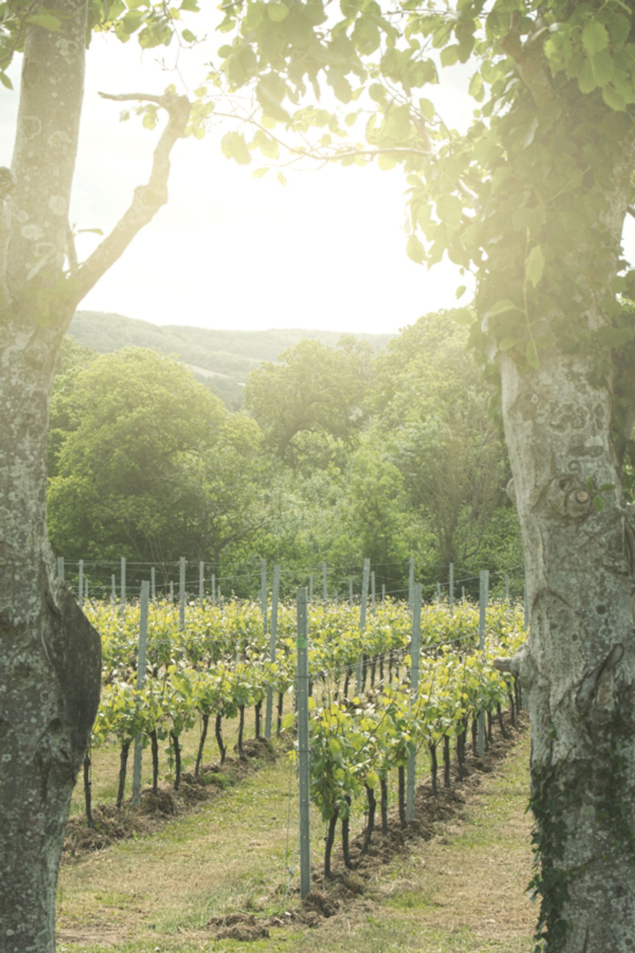 Our domaine - Domaine Evremond