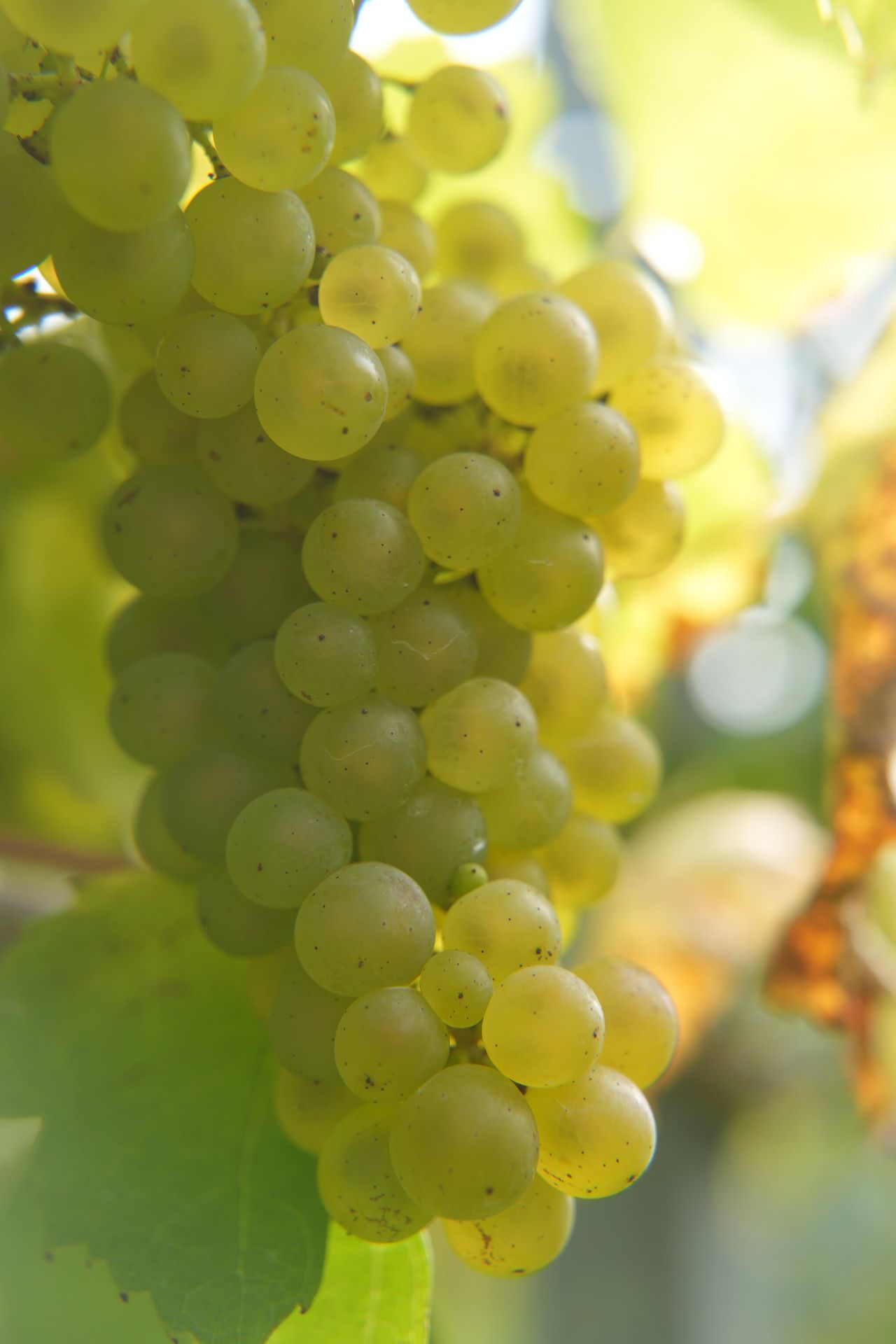 Our domaine - Domaine Evremond