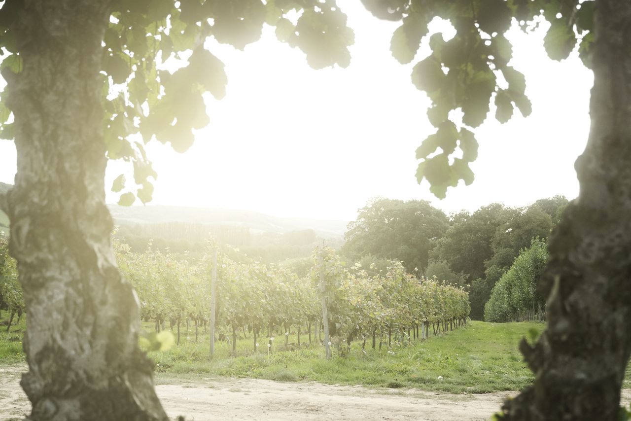 Our domaine - Domaine Evremond